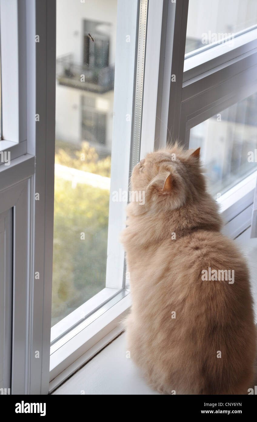 Persian cat staring outside window Stock Photo - Alamy