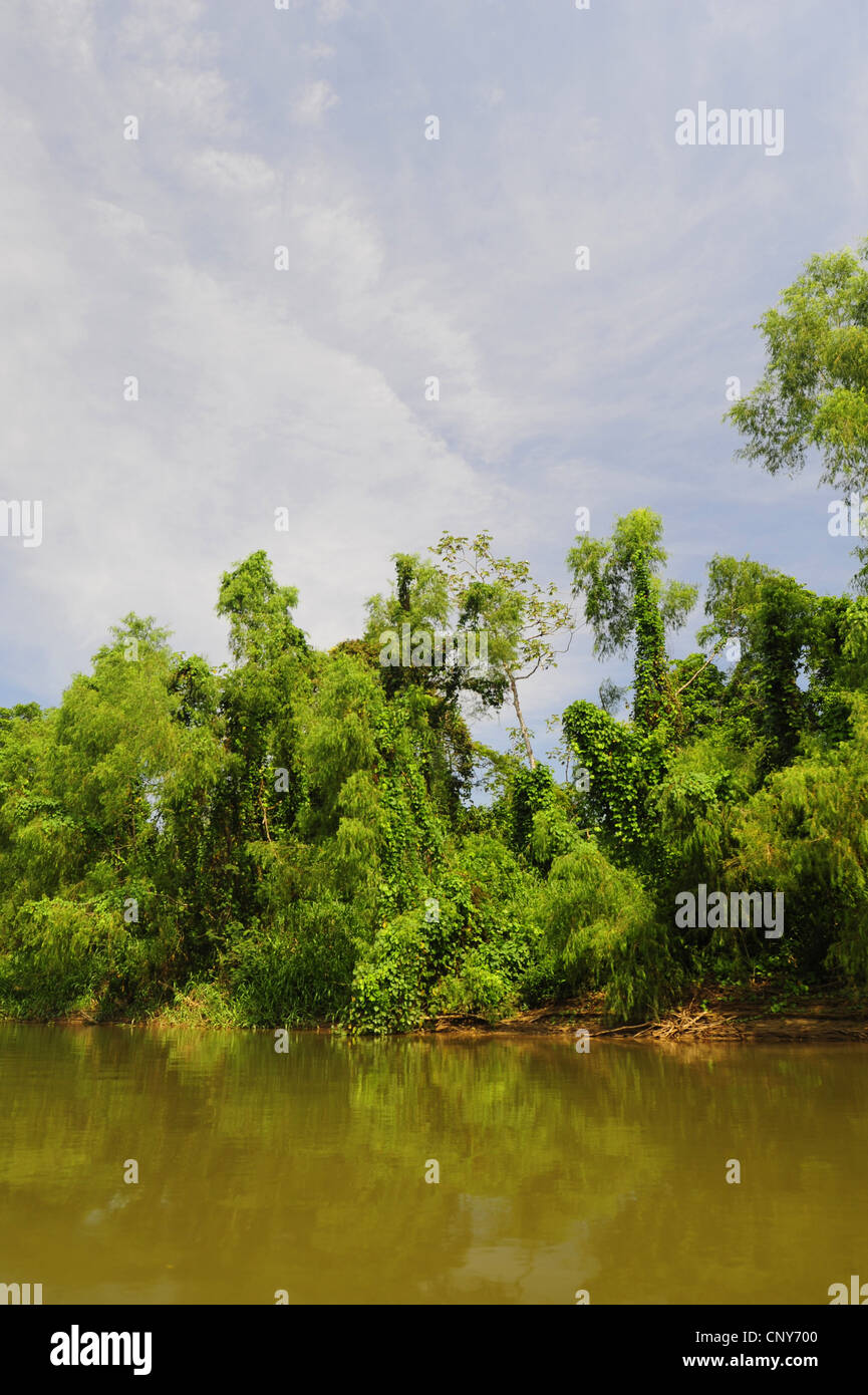 river shore in the rain forest, Honduras, La Mosquitia, Las Marias ...