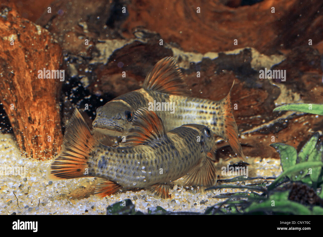 Panda Garra (Garra flavatra), two rivals Stock Photo - Alamy