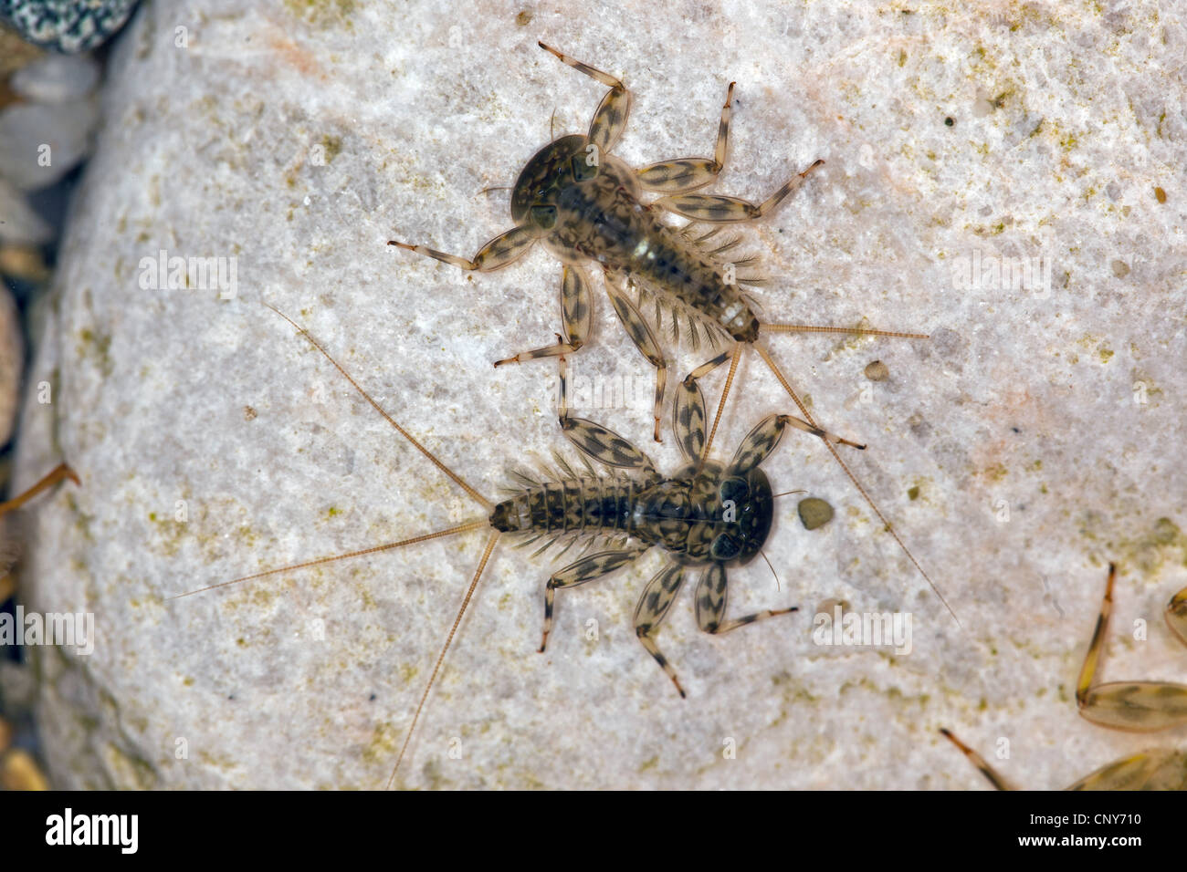 Mayfly larvae hi-res stock photography and images - Alamy