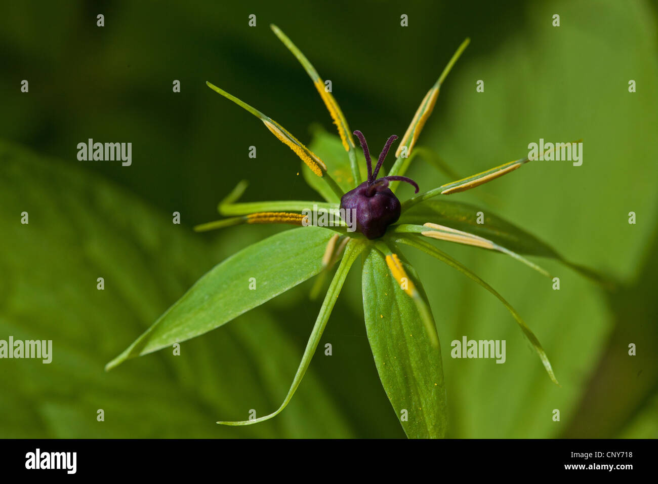 Flower native to central and southern europe hi-res stock photography ...