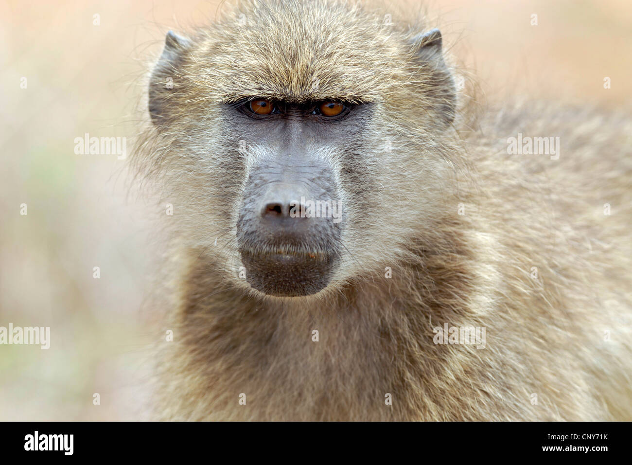 yellow baboon, savannah baboon (Papio cynocephalus), portrait Stock Photo - Alamy