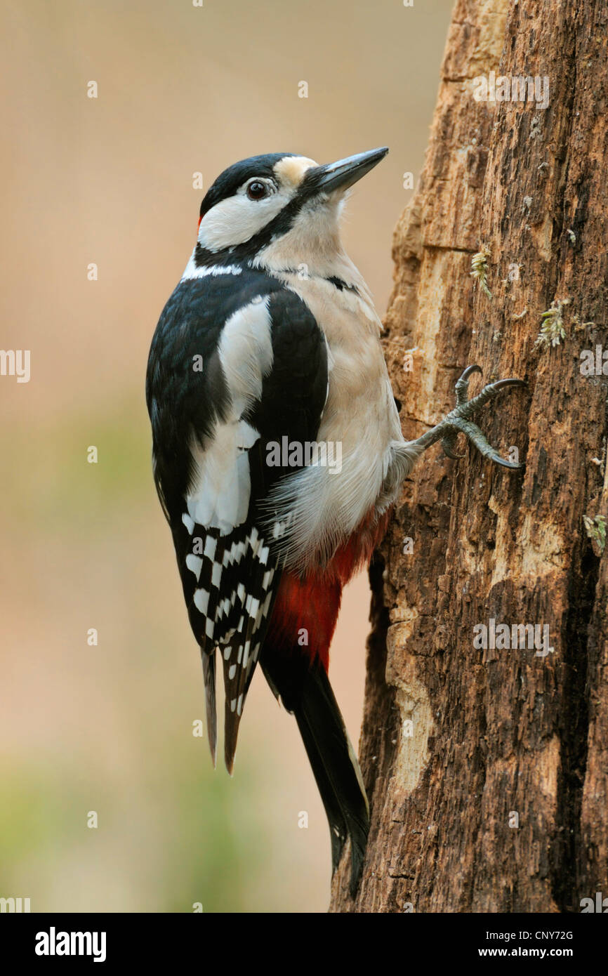 Great spotted woodpecker (Picoides major, Dendrocopos major), sitting ...