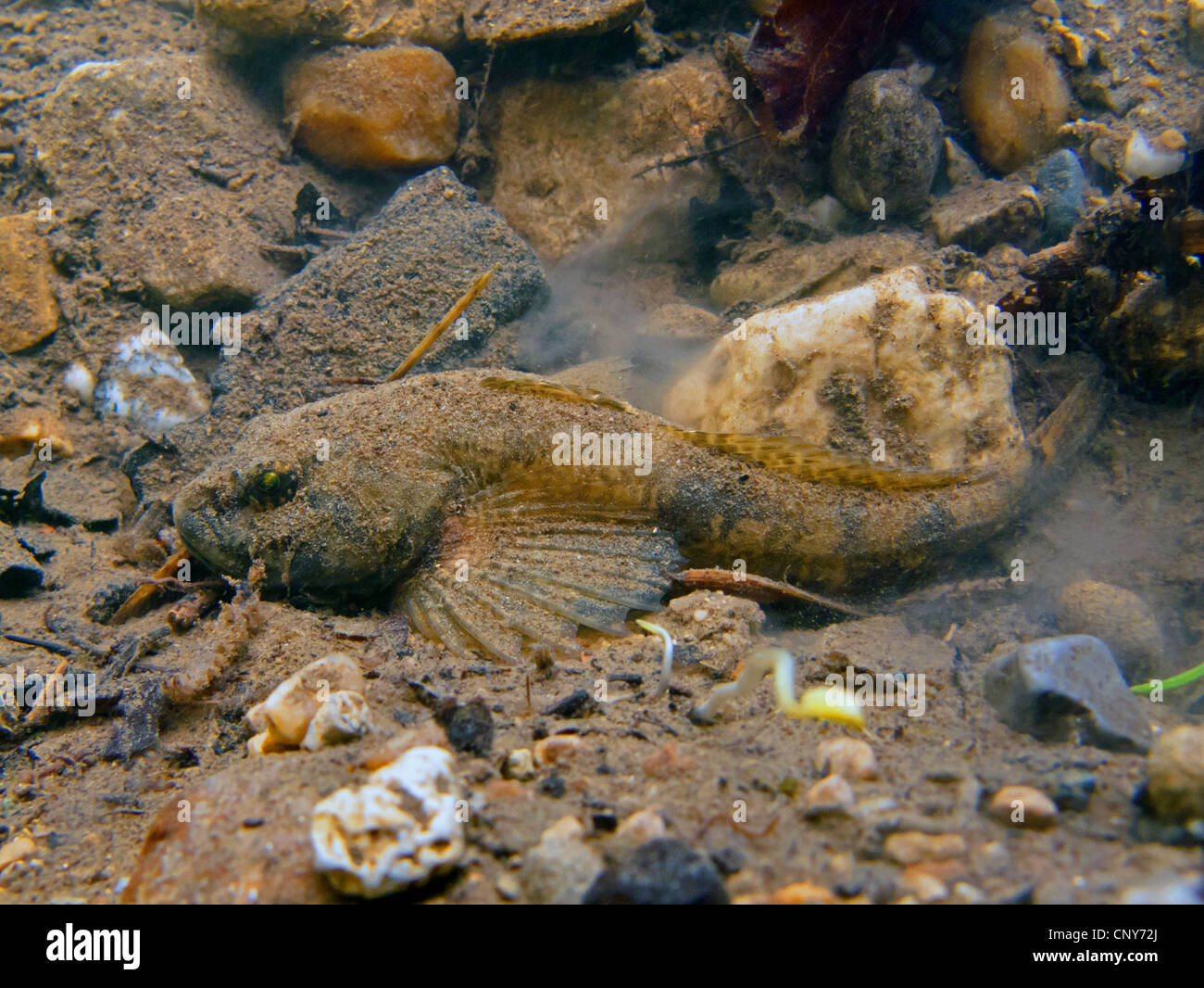 Bullhead millers thumb fish cottus hi-res stock photography and images ...
