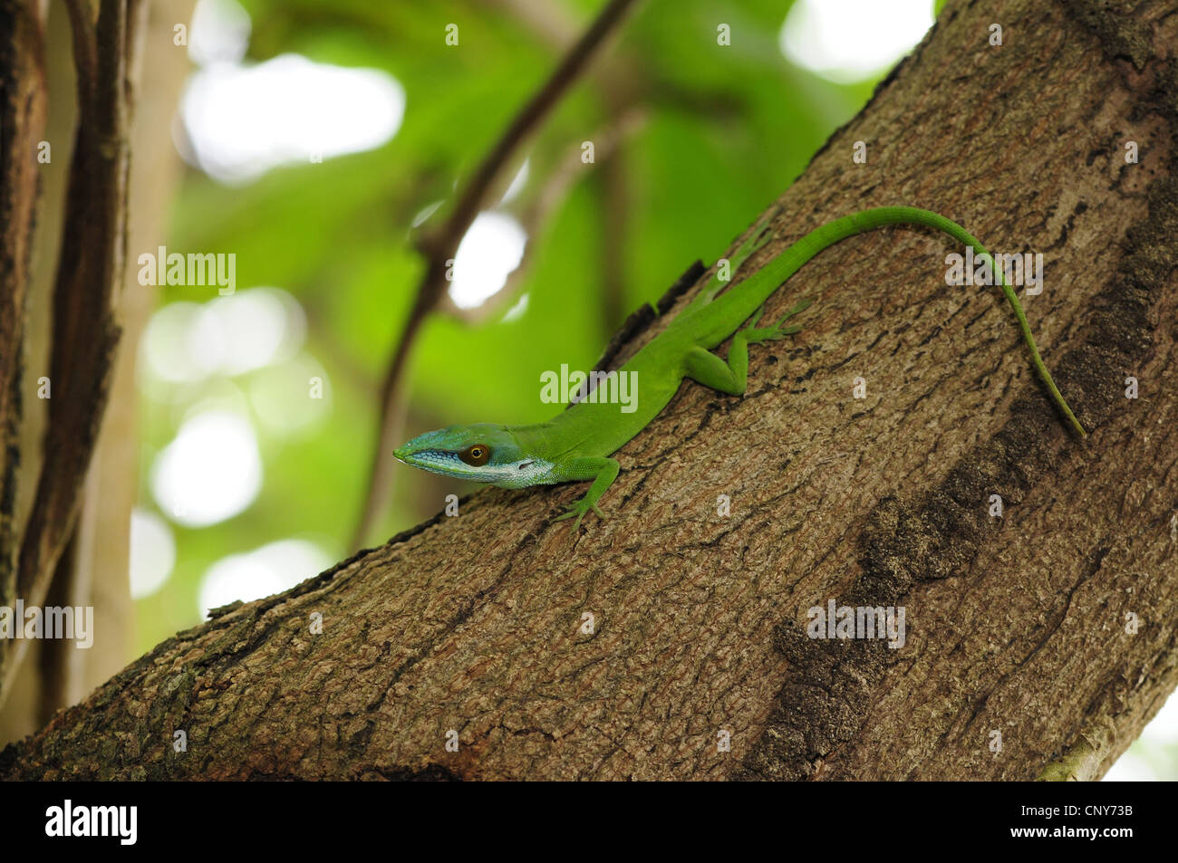 Anolis allisoni hi-res stock photography and images - Alamy