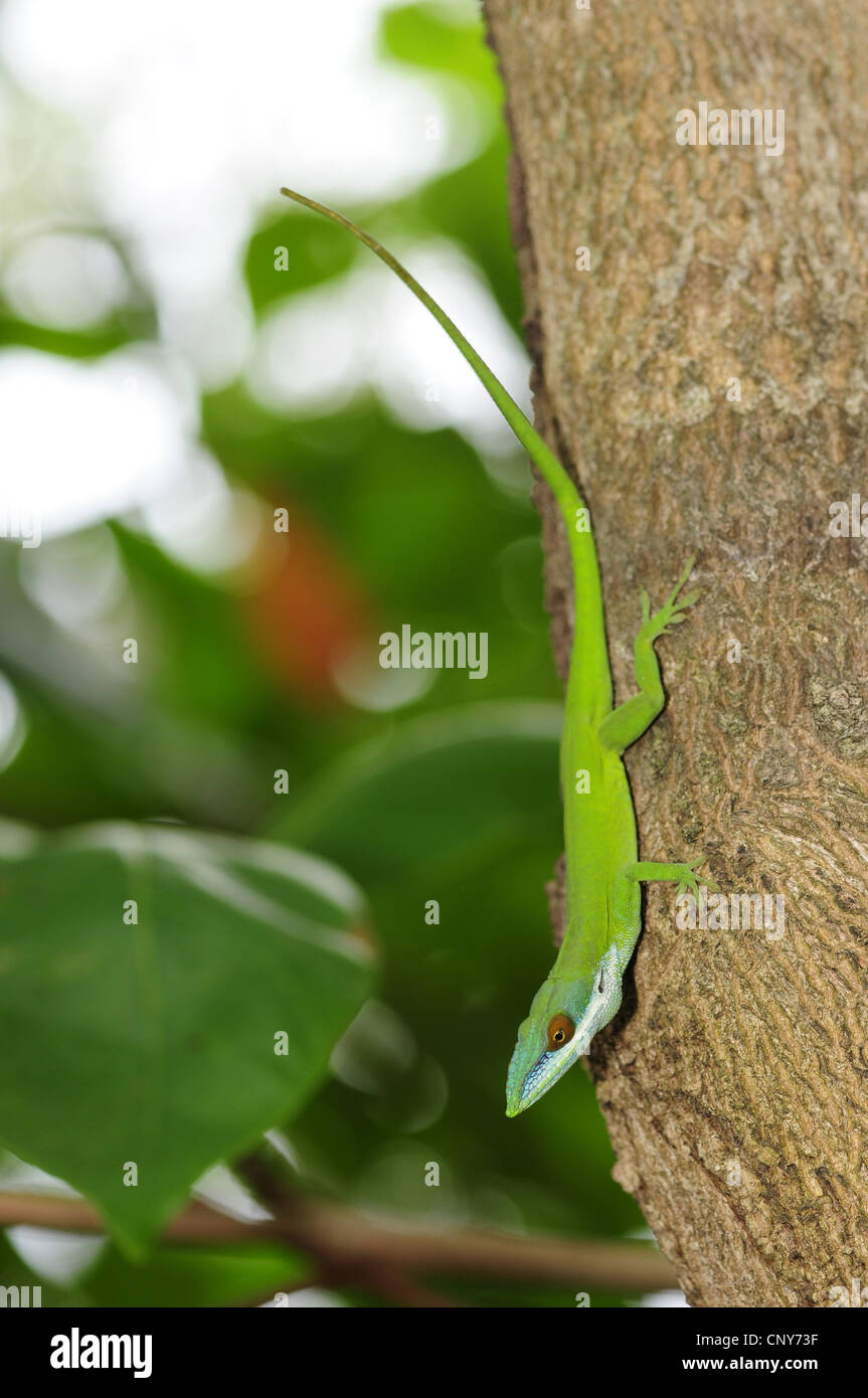 Allisons anole hi-res stock photography and images - Alamy