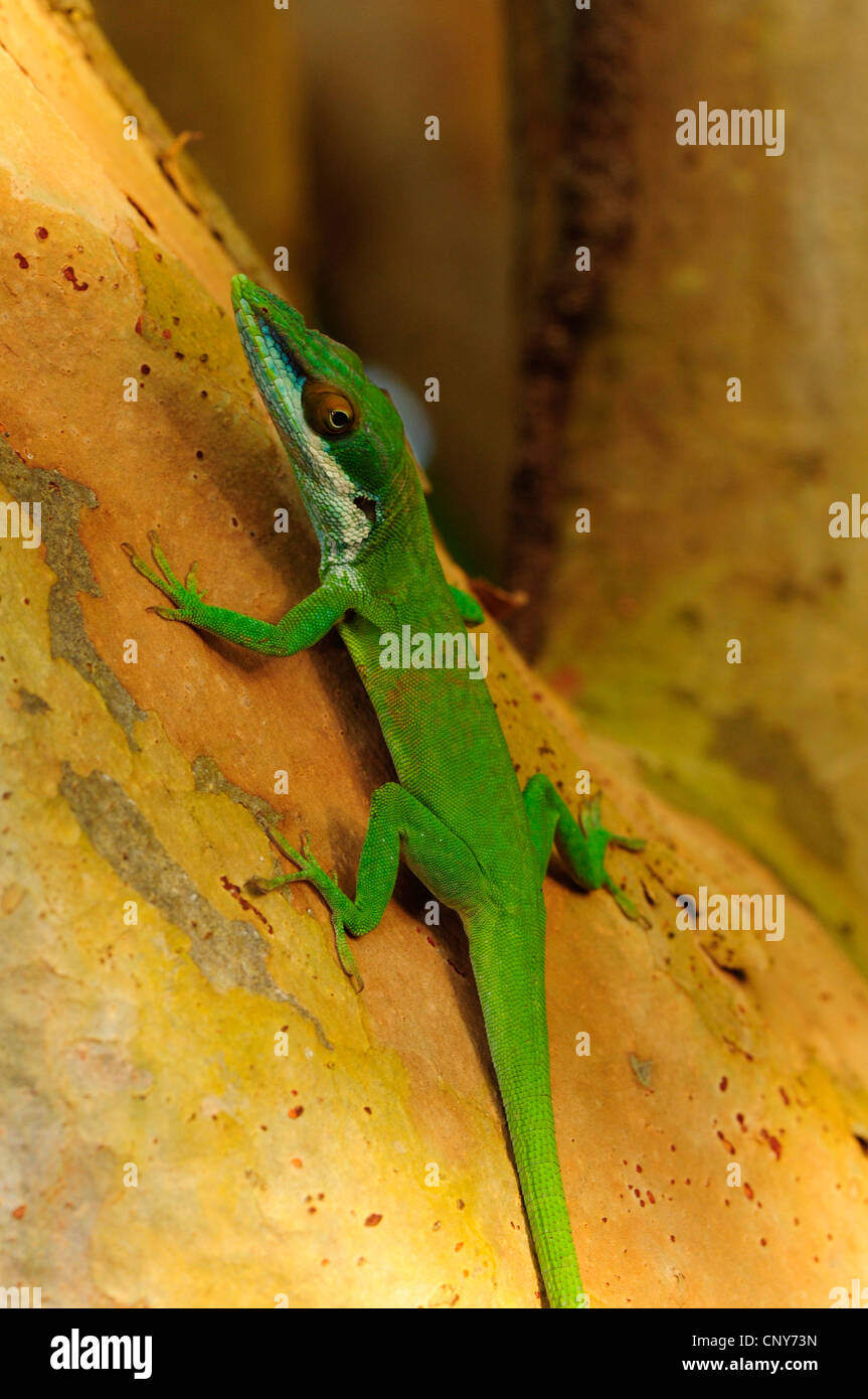 The Allisons High Resolution Stock Photography and Images - Alamy