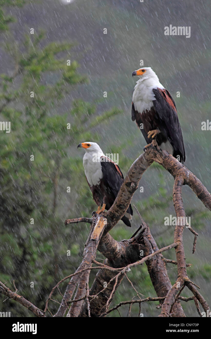 Southern Bald Eagle High Resolution Stock Photography and Images - Alamy