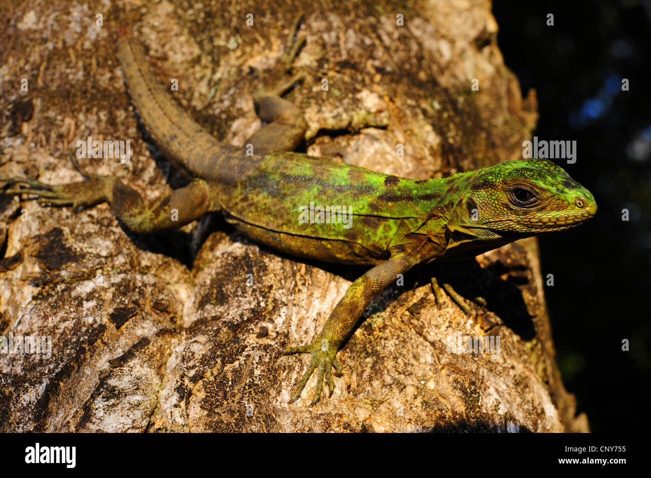 Roat n Spiny-tailed Iguana, de Queiroz's Spiny-tailed Iguana ...