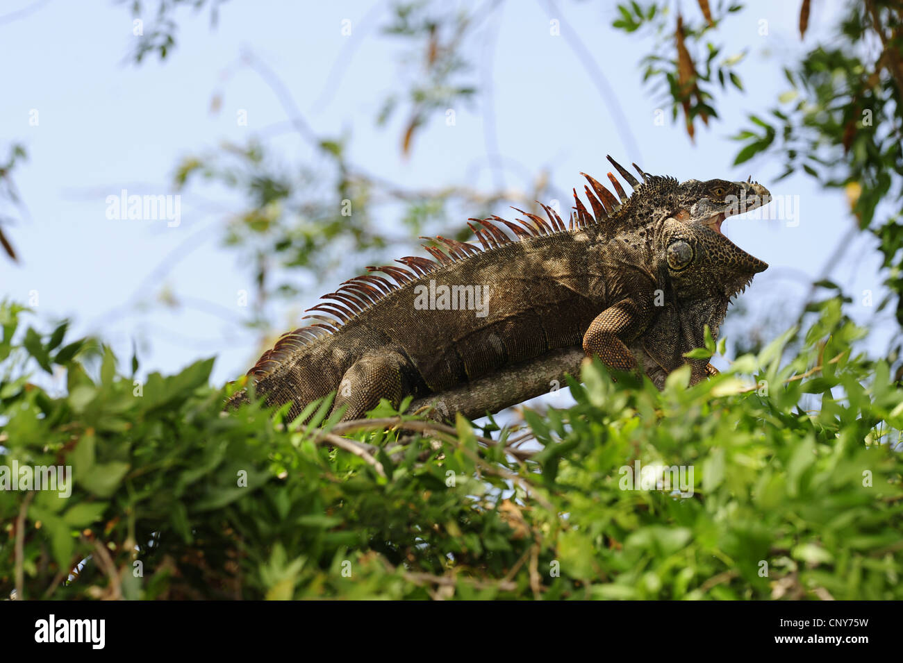 green iguana, common iguana (Iguana iguana), sitting on a branch ...