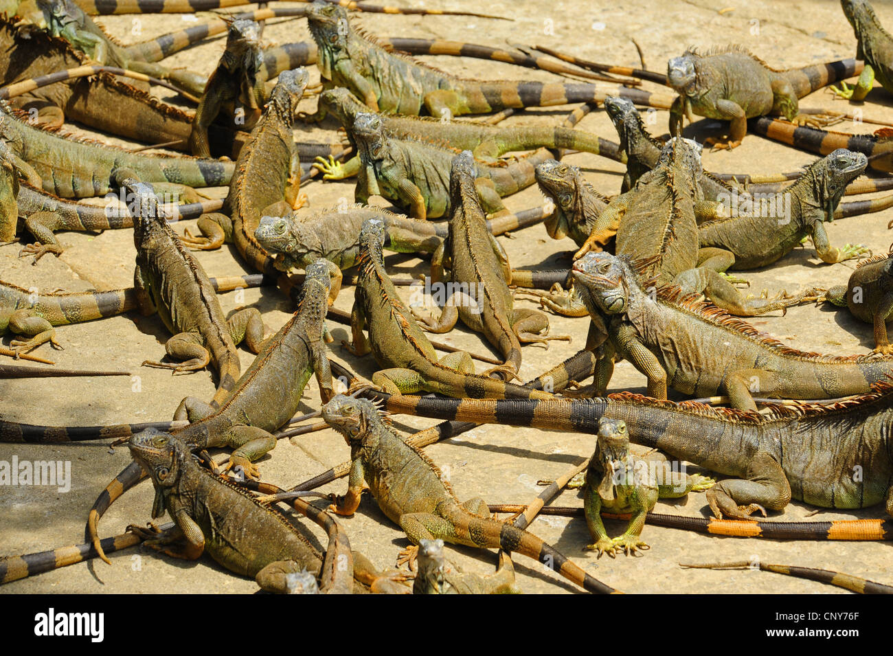 green iguana, common iguana (Iguana iguana), in a breeding station ...