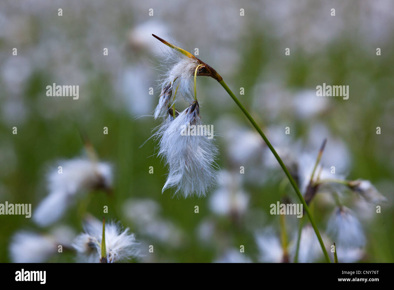 common cotton-grass, narrow-leaved cotton-grass (Eriophorum ...