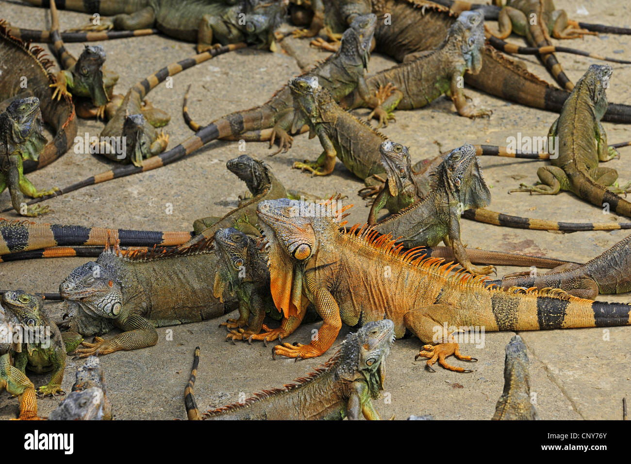 green iguana, common iguana (Iguana iguana), in a breeding station ...
