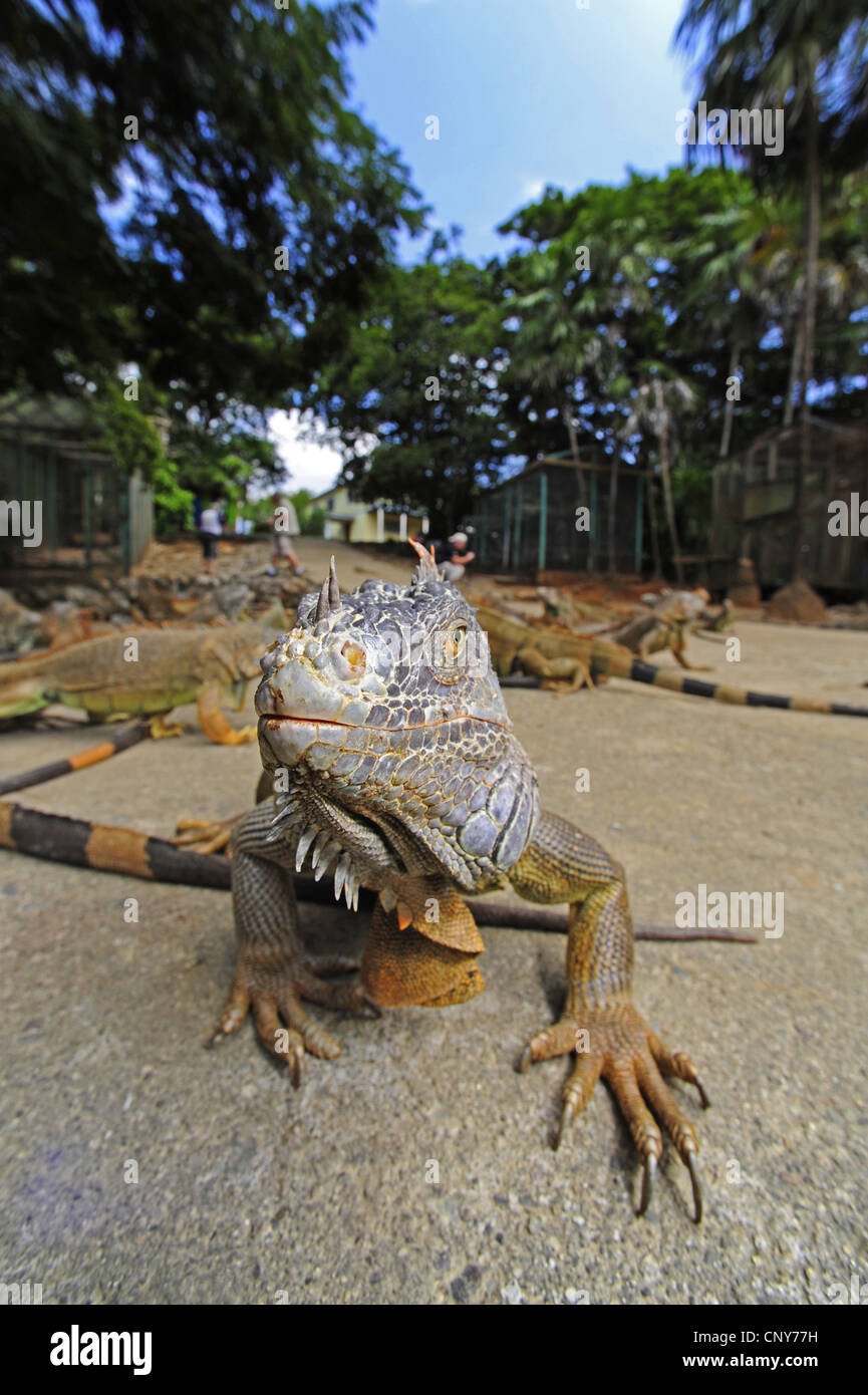 green iguana, common iguana (Iguana iguana), in a breeding station ...