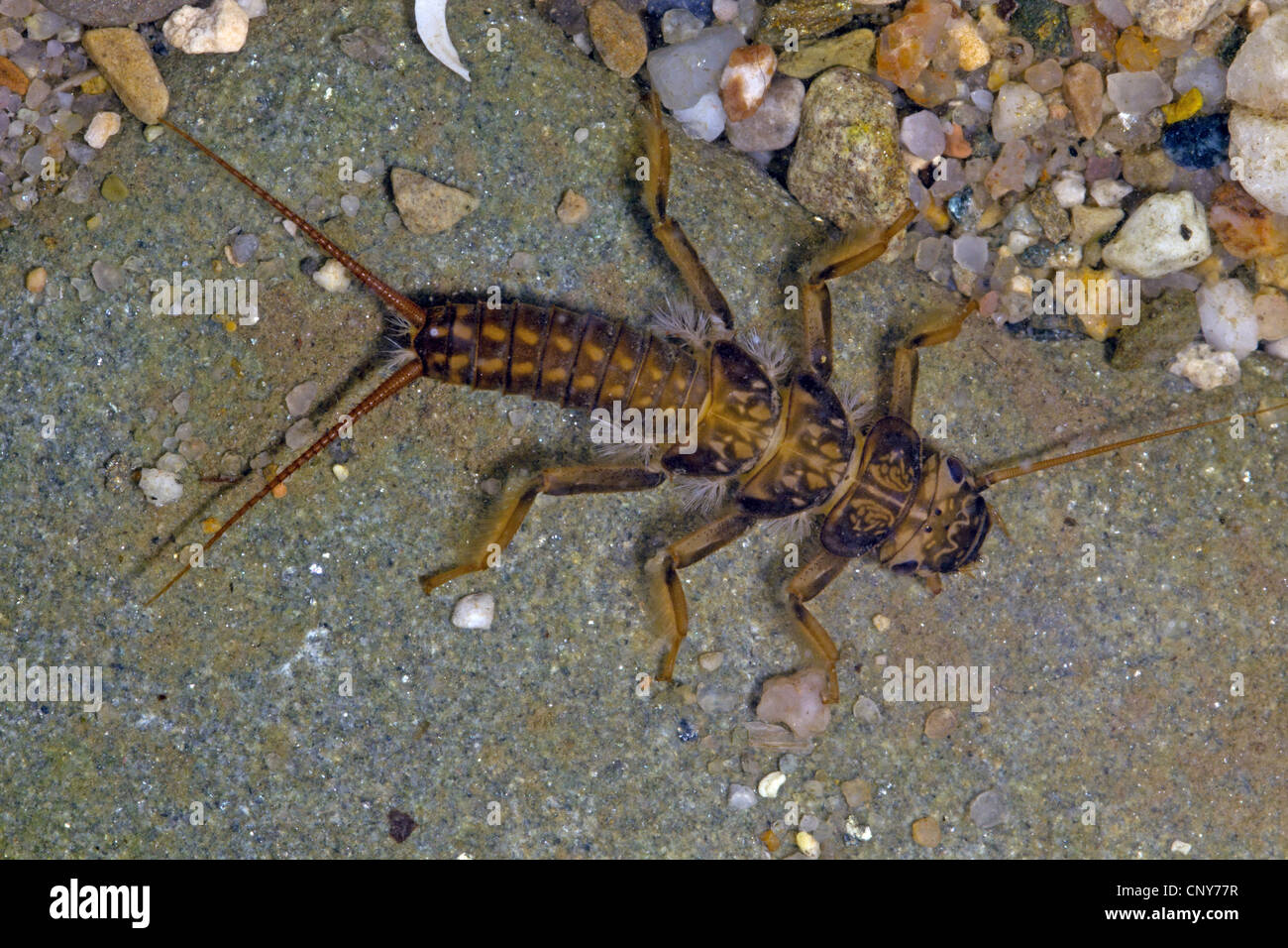 perlid stonefly (cf. Dinocras megacephala), larva, Germany, Bavaria ...