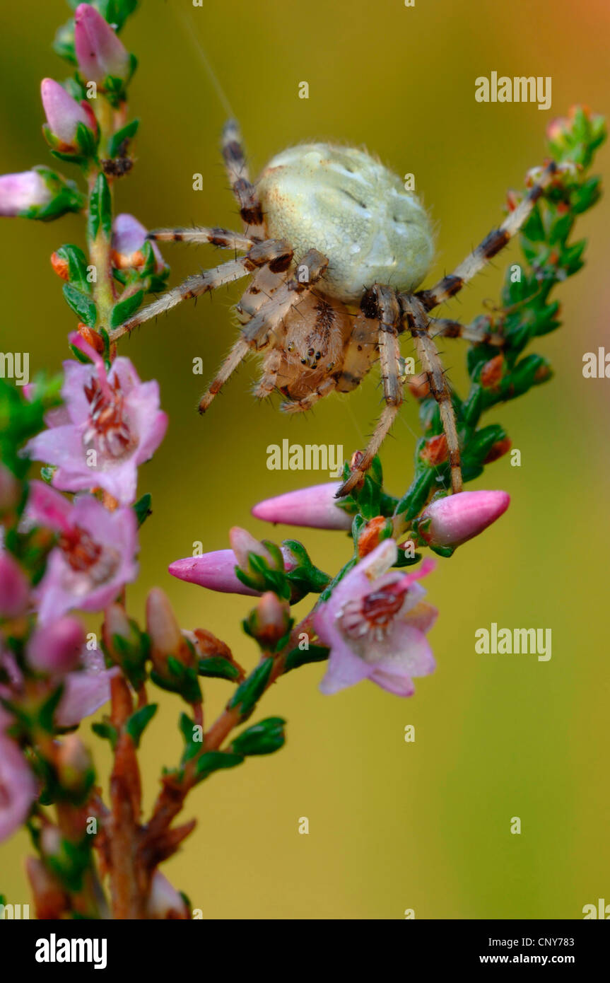 fourspotted orbweaver (Araneus quadratus), sitting on heath, Germany ...