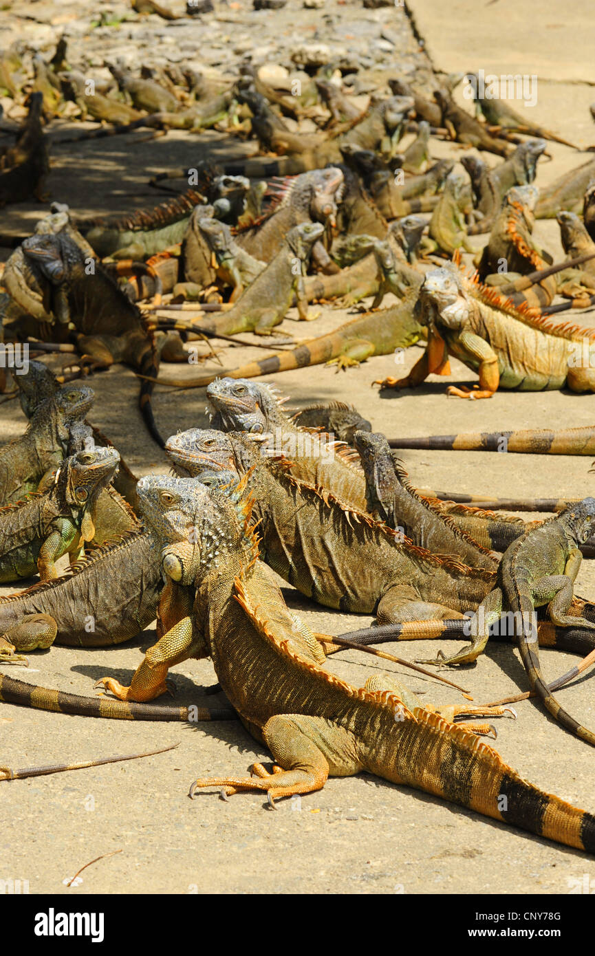 green iguana, common iguana (Iguana iguana), in a breeding station ...