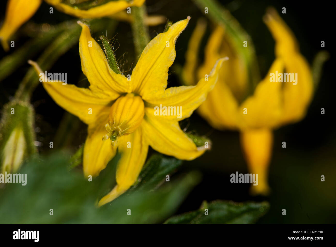 Lycopersicon esculentum hi-res stock photography and images - Alamy