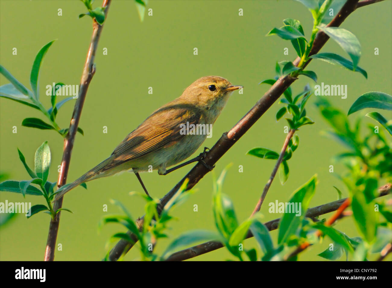 chiffchaff (Phylloscopus collybita), sitting on a branch, Germany Stock Photo - Alamy