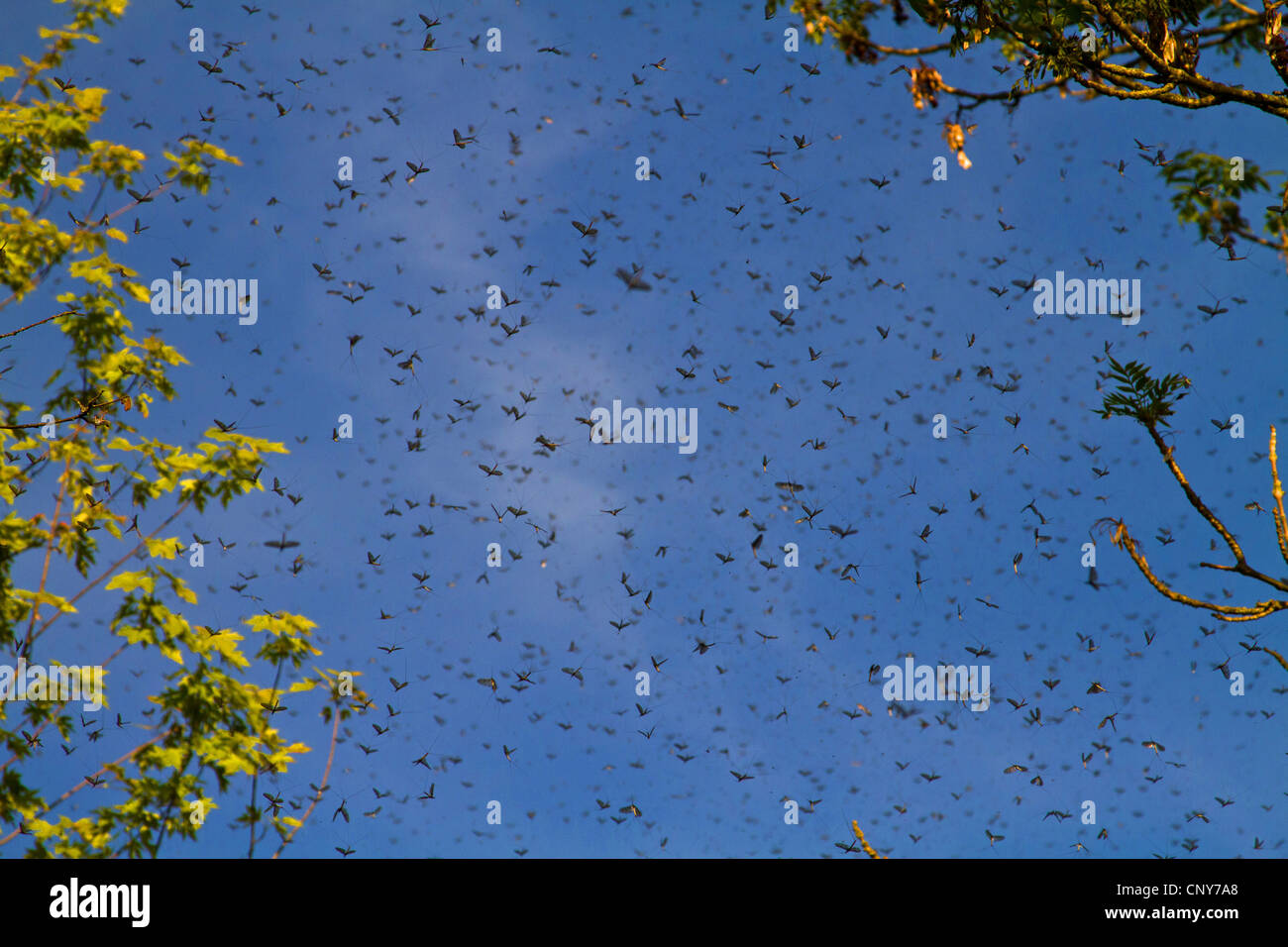 mayflies (Ephemeroptera), swarm of flies on their nuptial flight in ...