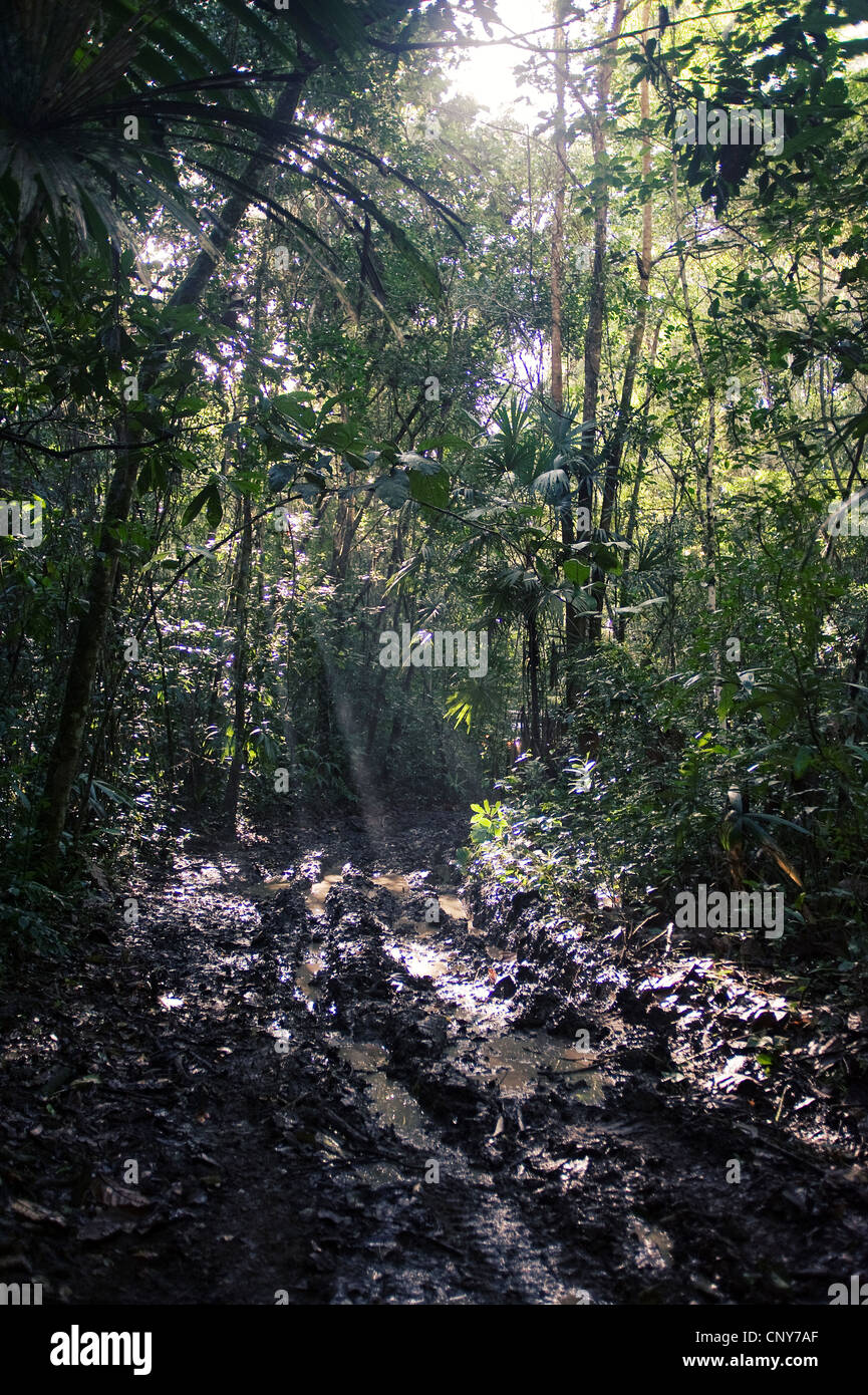 Monkey river trail, Belize Stock Photo - Alamy