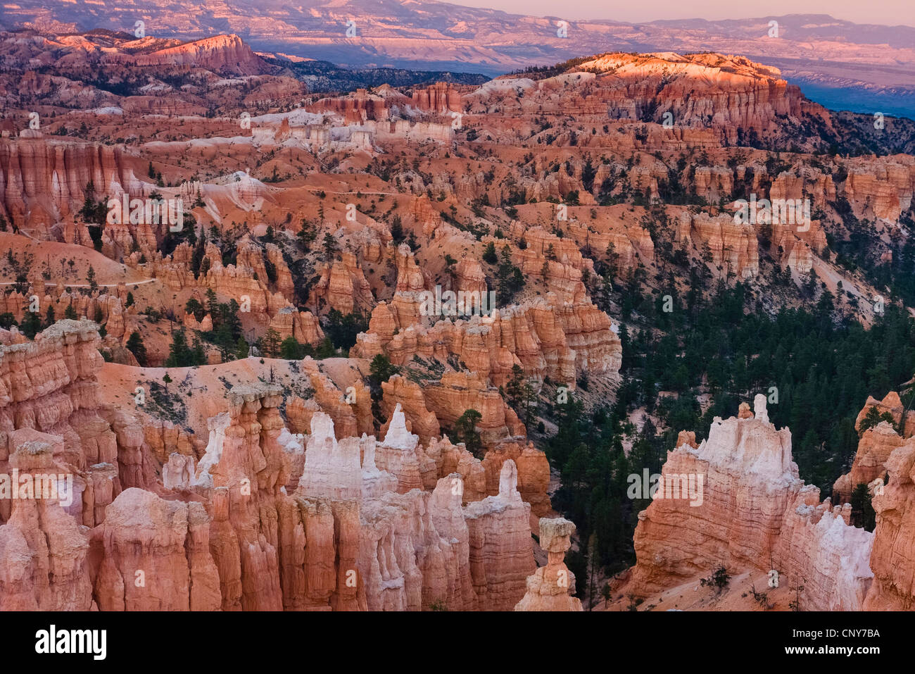 view of Bryce amphitheatre in the evening sun, USA, Utah, Bryce Canyon ...