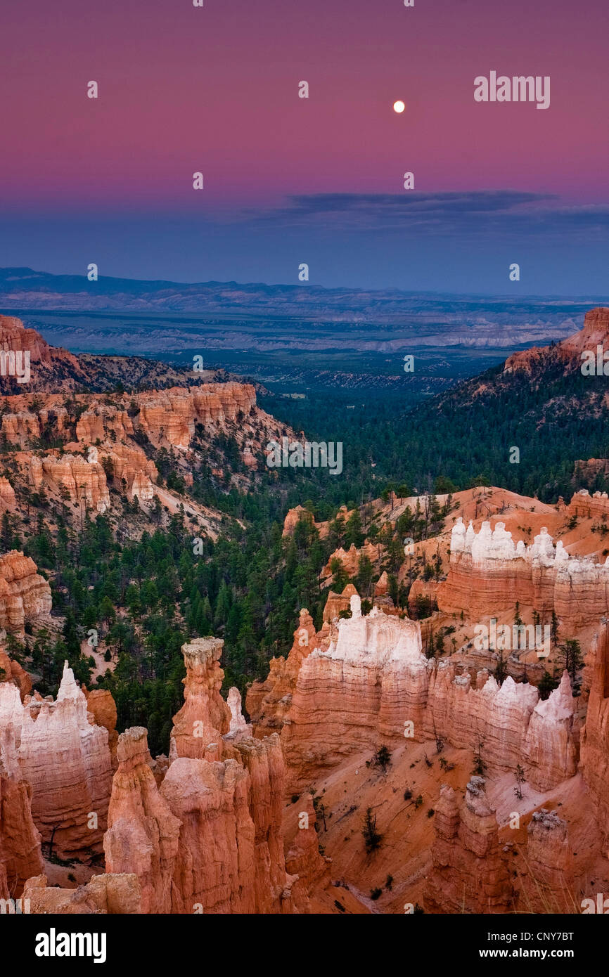 view of Bryce amphitheatre from Sunset point in the evening sun with ...