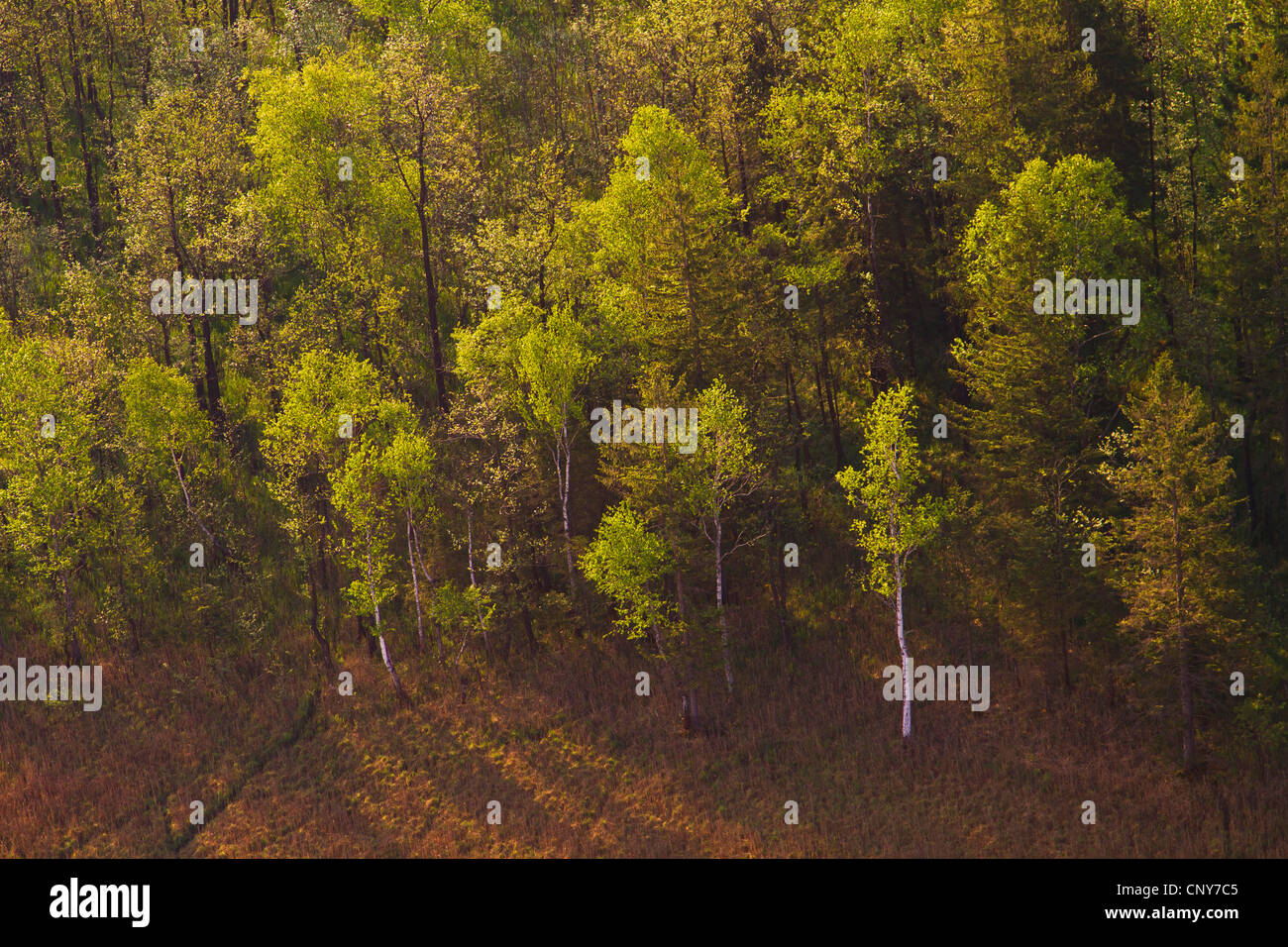 Murnauer Moos, Germany, Bavaria Stock Photo - Alamy