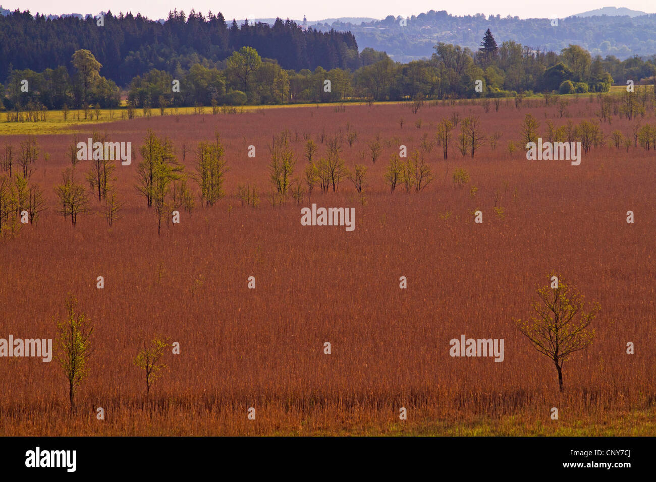 Murnauer Moos, Germany, Bavaria Stock Photo - Alamy