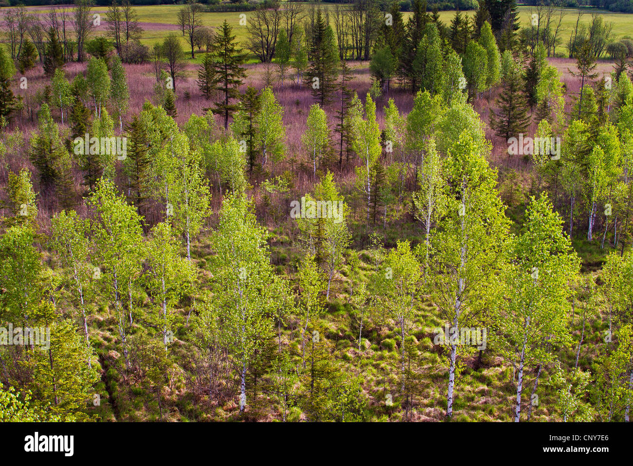 downy birch (Betula pubescens), in Murnauer Moos, Germany, Bavaria ...