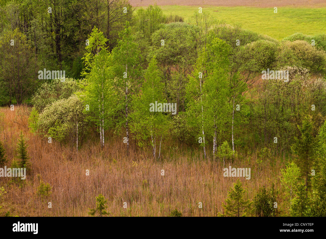 downy birch (Betula pubescens), in Murnauer Moos, Germany, Bavaria ...