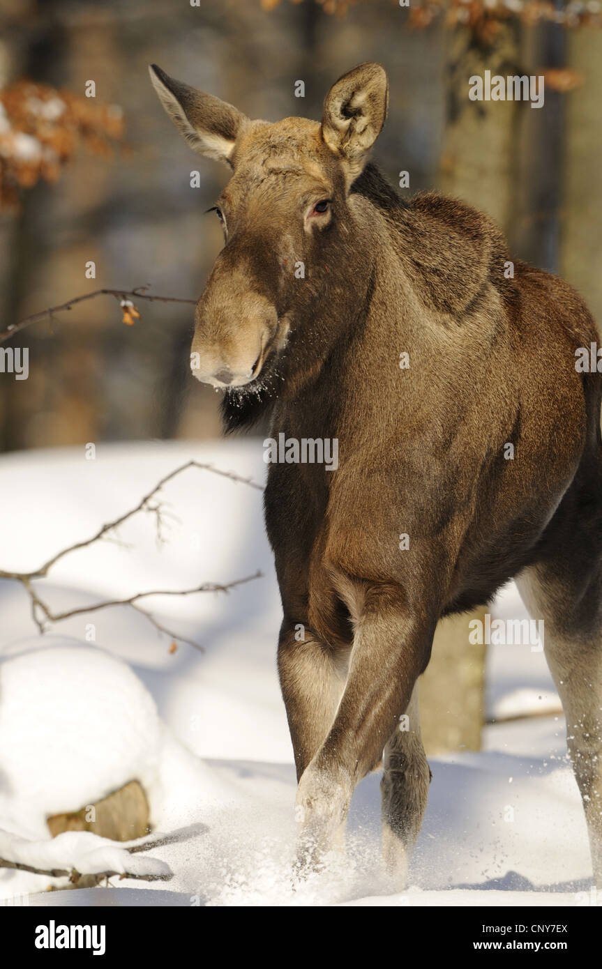 elk, European moose (Alces alces alces), cow elk walking through the ...