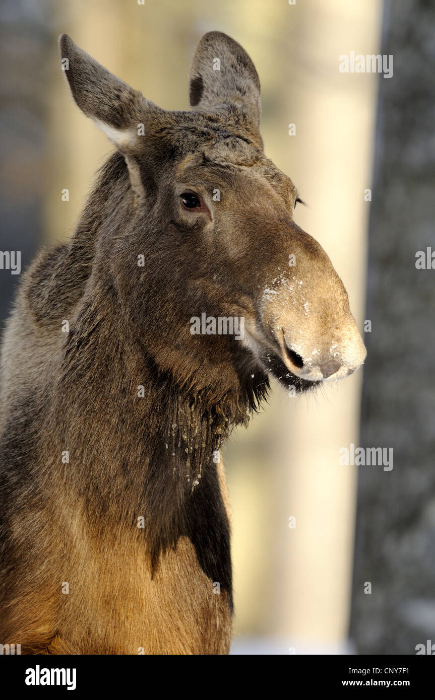 elk, European moose (Alces alces alces), portrait of a cow elk ...