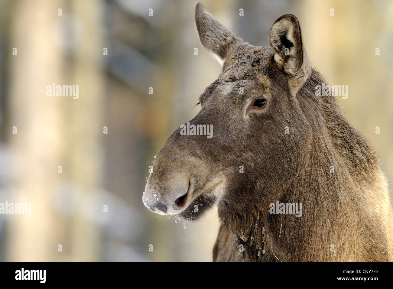 elk, European moose (Alces alces alces), portrait of a cow elk ...
