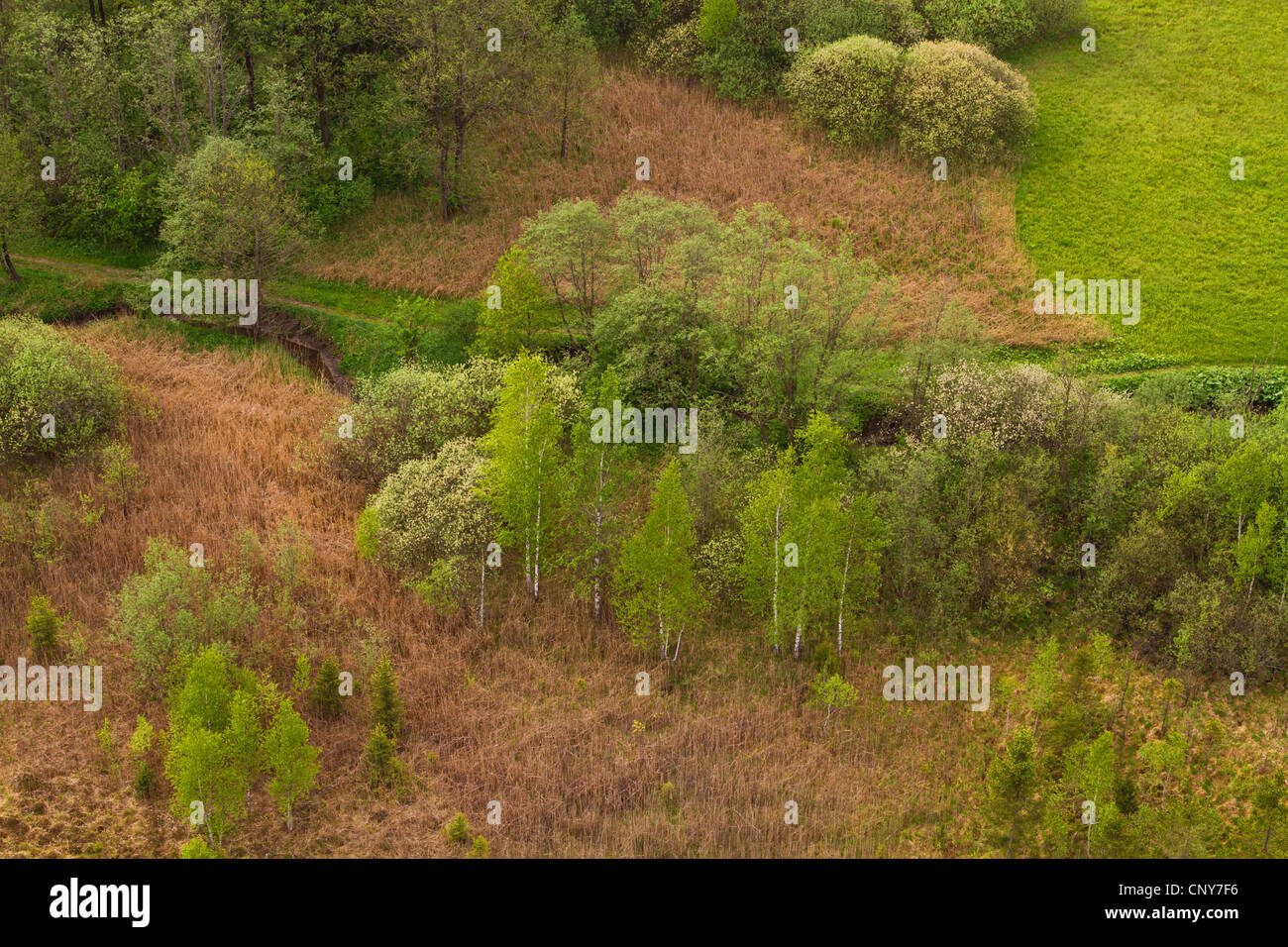 downy birch (Betula pubescens), in Murnauer Moos, Germany, Bavaria ...