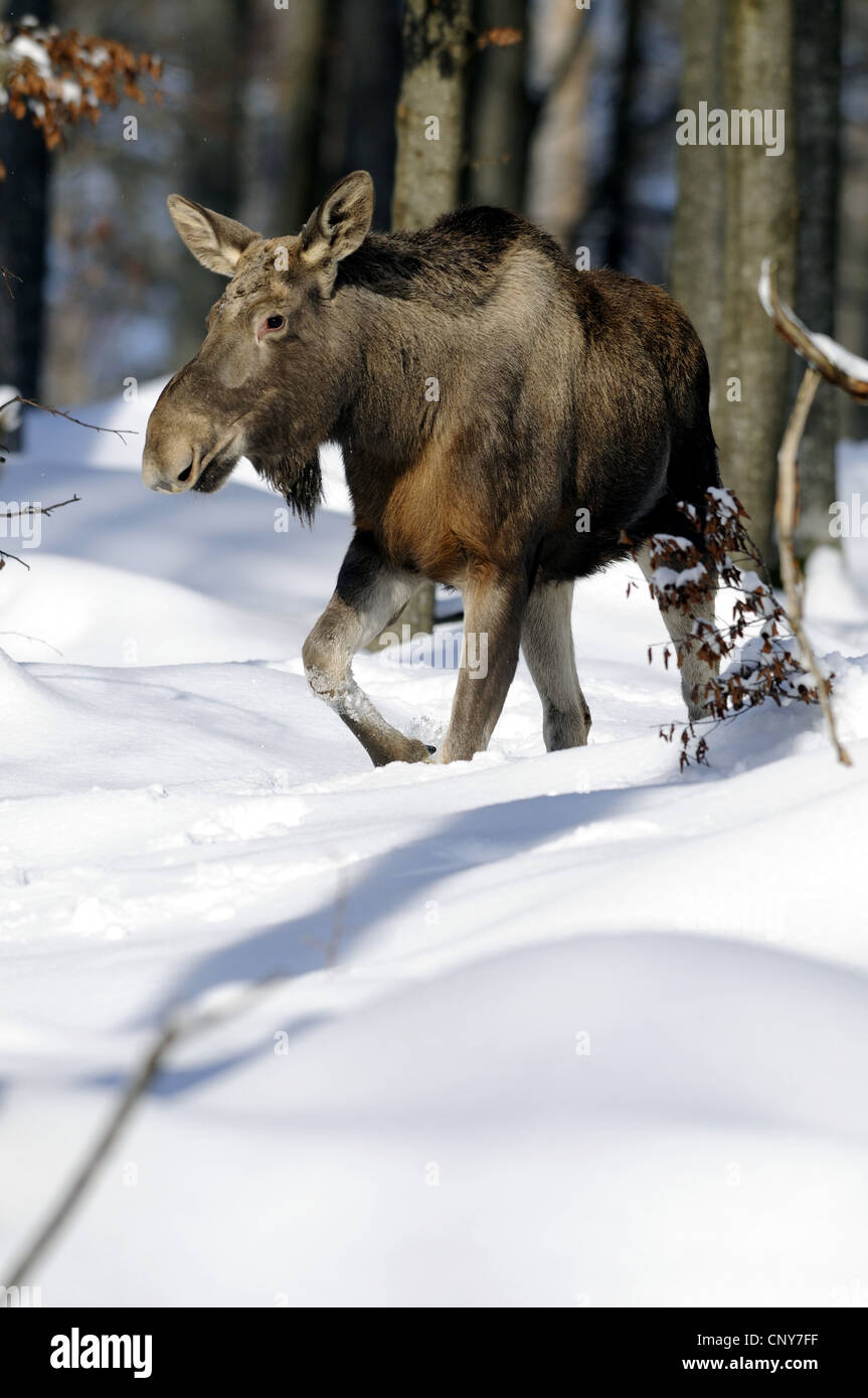 elk, European moose (Alces alces alces), cow elk walking through winter ...