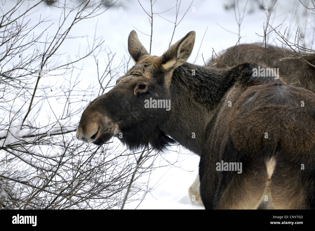 elk, European moose (Alces alces alces), feeding twigs in snow, Germany ...