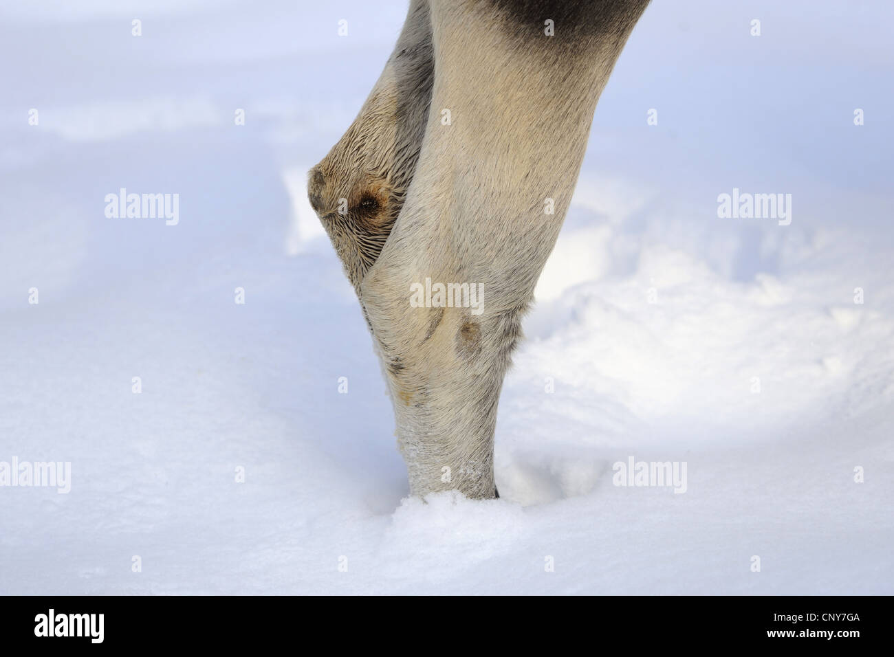 Moose bones hi-res stock photography and images - Alamy
