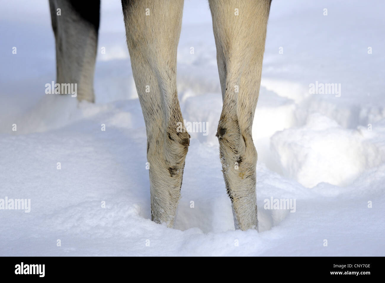 elk, European moose (Alces alces alces), rear legs stanidng in snow ...
