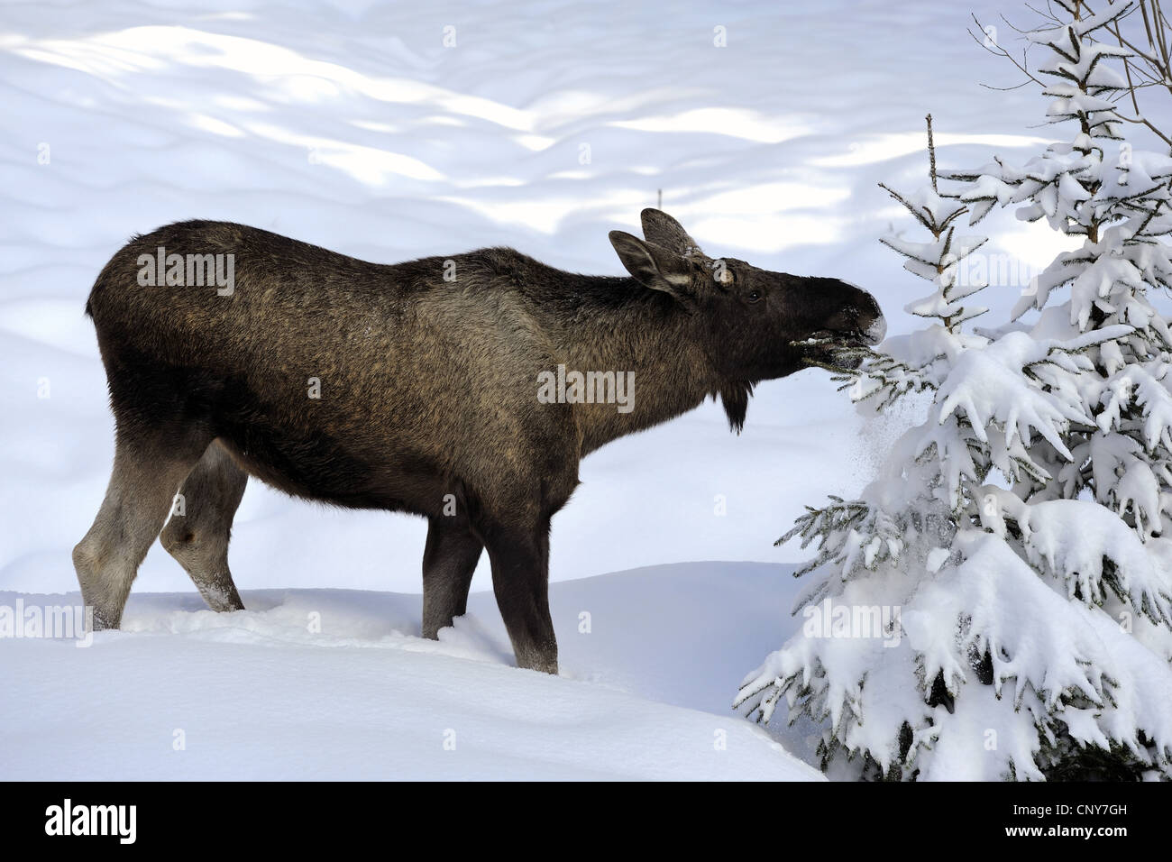 Moose eating plants hi-res stock photography and images - Alamy