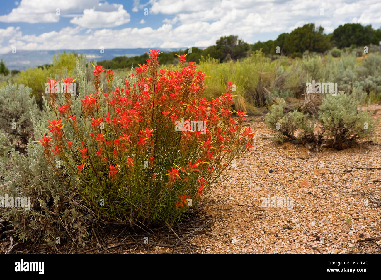 Indian Paintbrush (Castilleja spec.), blooming in desert, USA, Utah ...