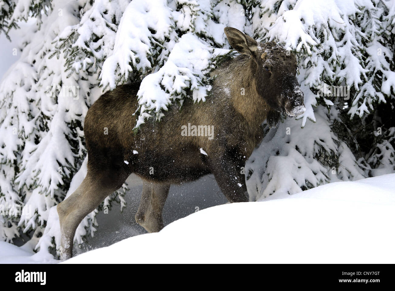 Moose eating plants hi-res stock photography and images - Alamy