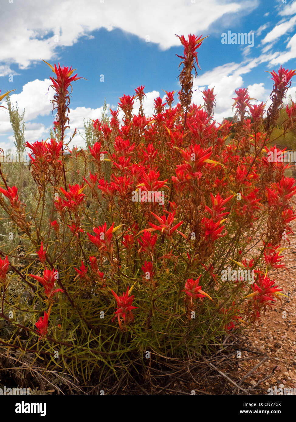 Desert indian paintbrush plant nursery - lerymasters