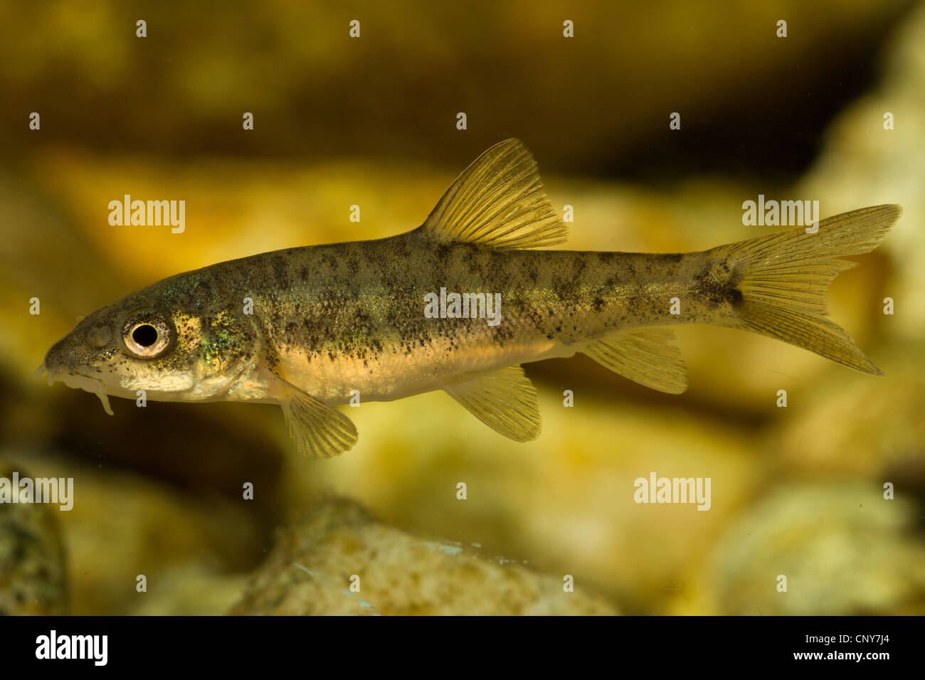 barbel (Barbus barbus), juvenile of 30 mm, Germany, Bavaria, Isental ...