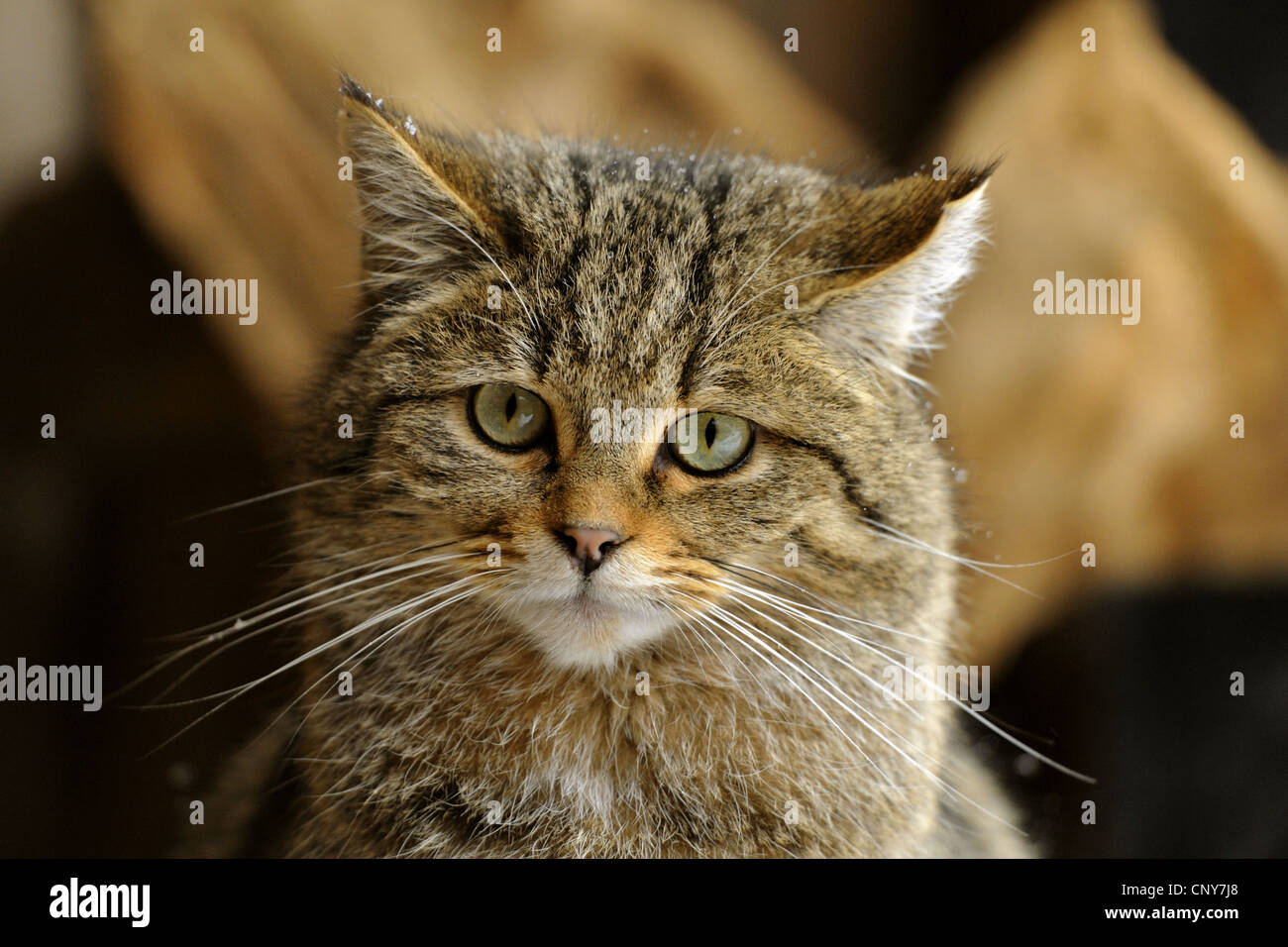 European wildcat, forest wildcat (Felis silvestris silvestris ...