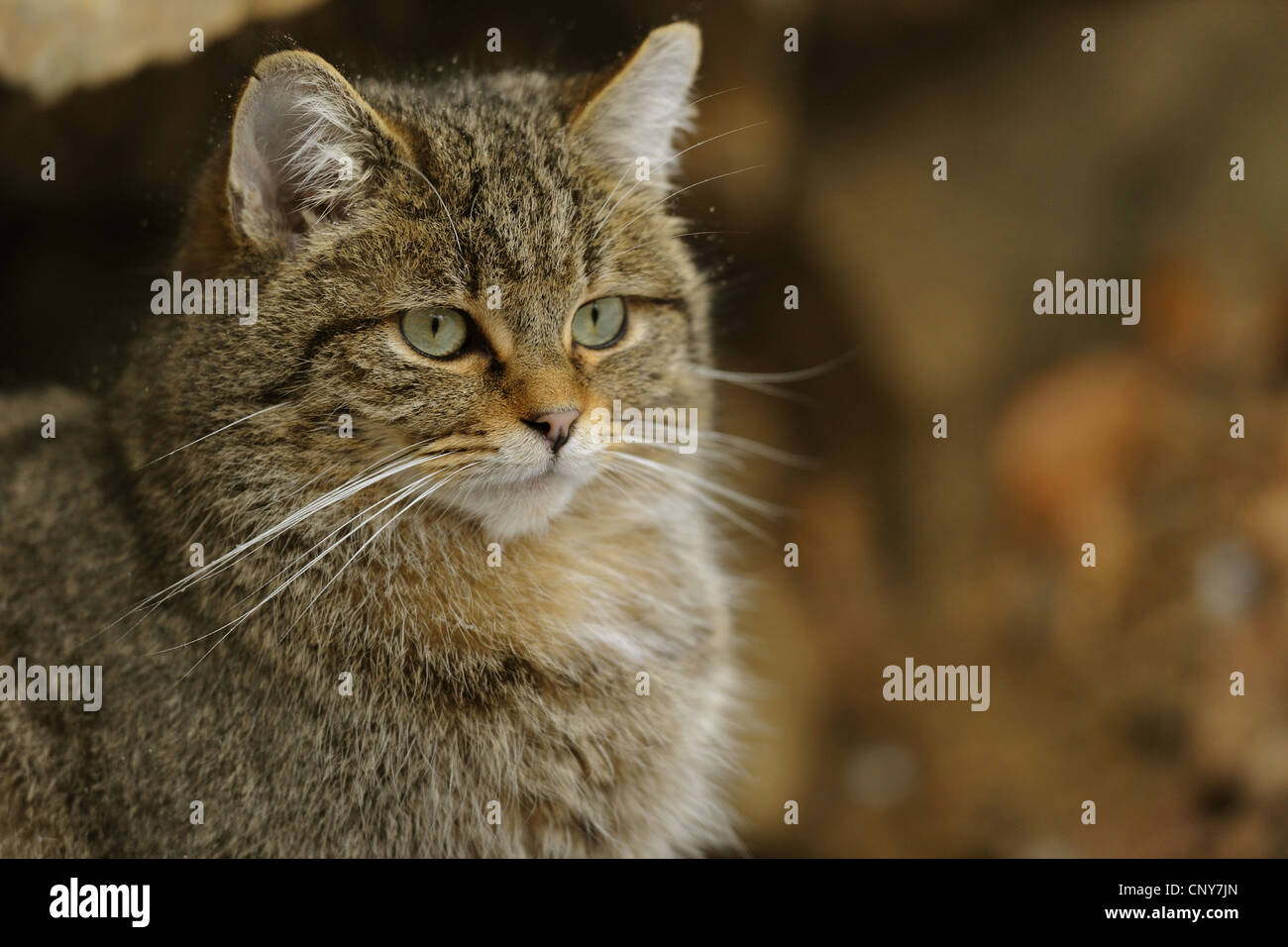 European wildcat, forest wildcat (Felis silvestris silvestris ...