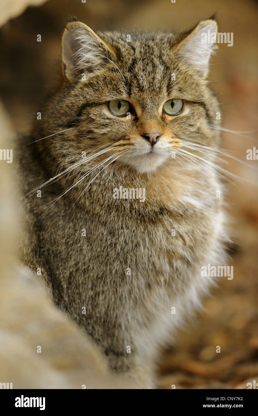 European wildcat, forest wildcat (Felis silvestris silvestris ...