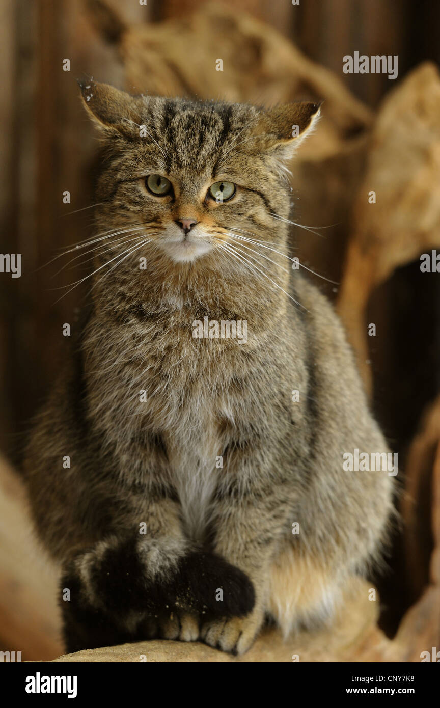 European wildcat, forest wildcat (Felis silvestris silvestris ...