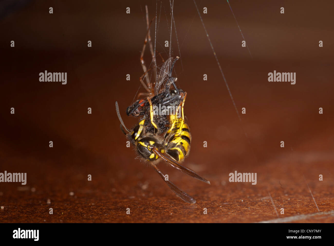 Germanica hi-res stock photography and images - Alamy