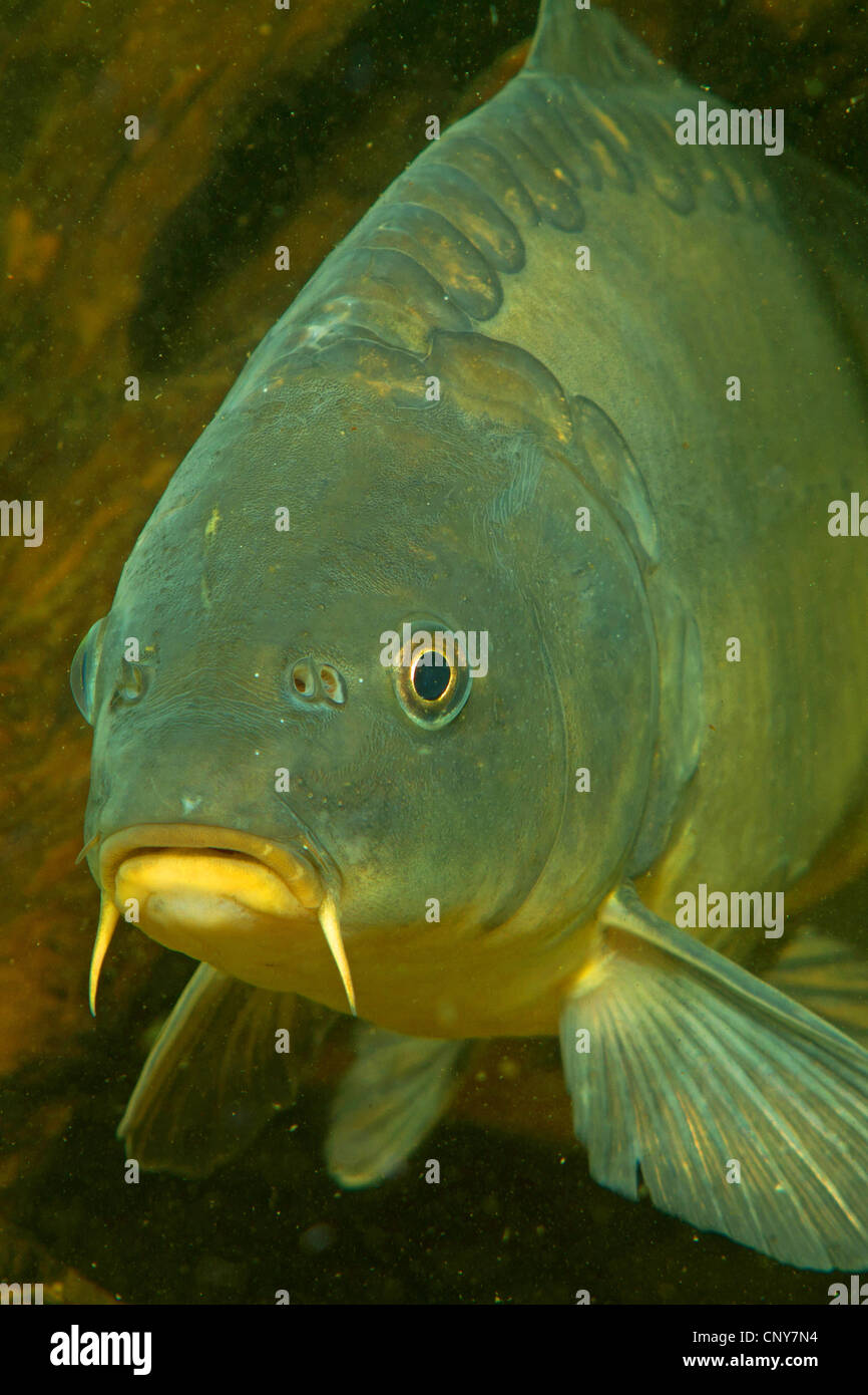 carp, common carp, European carp (Cyprinus carpio), mirror carp ...